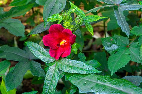 꽃 보육원에서 피는 아름다운 데칸 대마 또는 히비스커스 카나비누스 꽃 히비스커스에 대한 스톡 사진 및 기타 이미지 히비스커스 0명 개화기 Istock