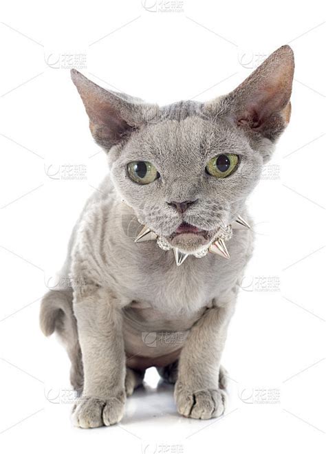 德文雷克斯猫