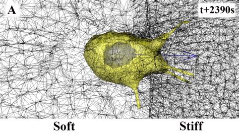 Computational Modeling Of Three Dimensional Ecm Rigidity Sensing To