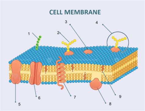 Biol 1406 Exam 3 Reiew Flashcards Quizlet