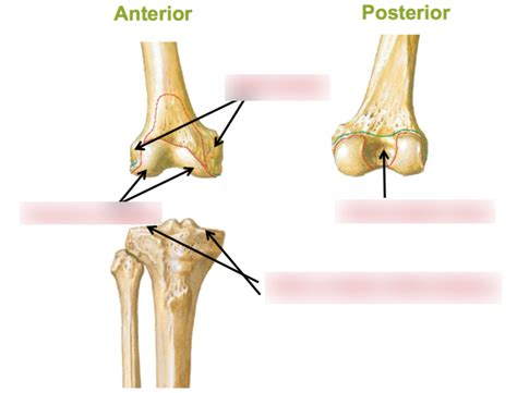 Diagram Of 204 Knee Bony Expansions Quizlet