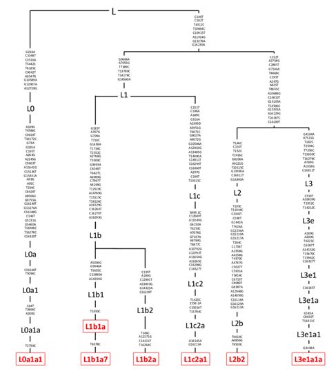 Mitochondrial Snp Variants Associated With The Various L Mtdna Download Scientific Diagram