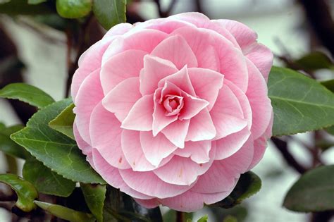 When Do Tsubaki Flowers Bloom By Bob Myers Nihongoism