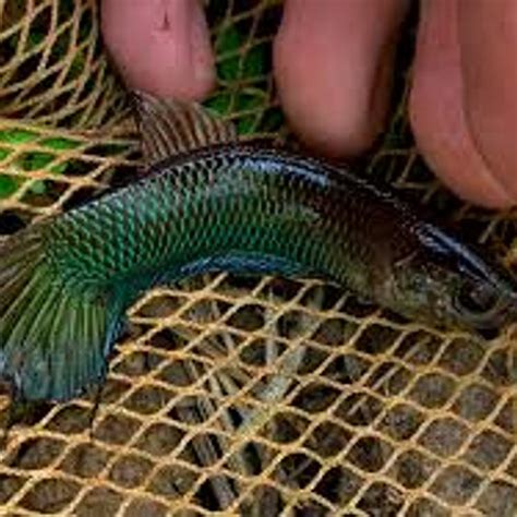 Bubble Nester Wild Exotic Bettas