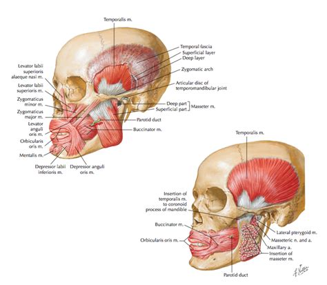 Temporomandibular Joint Disorders Clinical Anatomy Assessment Artofit