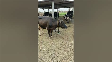 Dudh Utpadak Shetkari Status Short Video Youtube