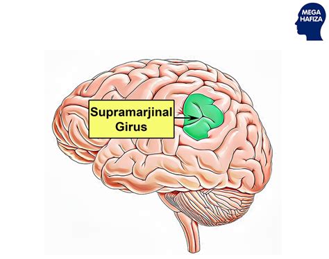 Supramarjinal Girus Fonolojik Bilgileri İşleme Ve Anlamada Önemli Bölge