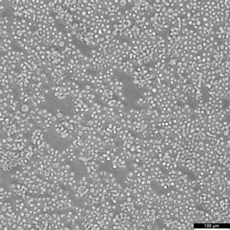 Ba F3 Cells