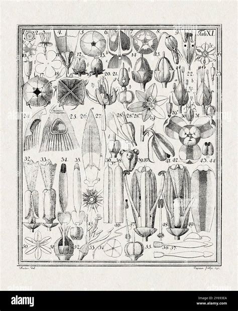 Botanical Illustration Of Flowers From A German Book Published In 1793
