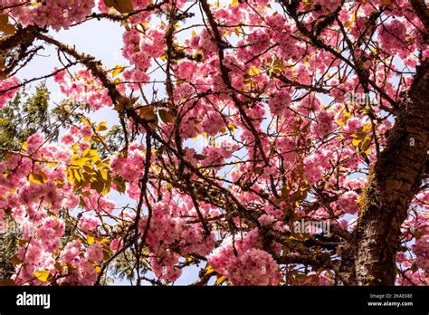 Cherry Blossom Tree Branches Crossing Each Other Stock Photo Alamy