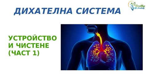 Дихателна система устройство и чистене Част 1 Youtube