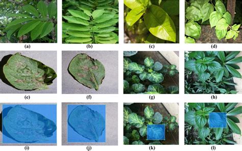 sample images from the dataset for leaf detection a d captured