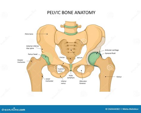 Pelvis Bone Anatomy Sacrum Ischium Pubis And Ilium Vector