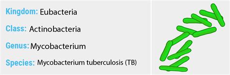 Mycobacterium Types