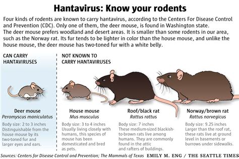 Rare Often Fatal Respiratory Disease Carried By Mice — Hantavirus