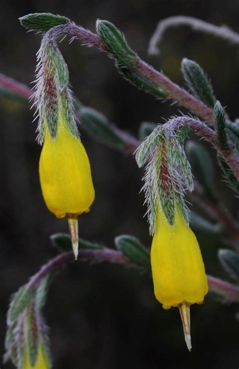 Biodiversity Of Cyprus By Ngo Protection Of The Natural Heritage And