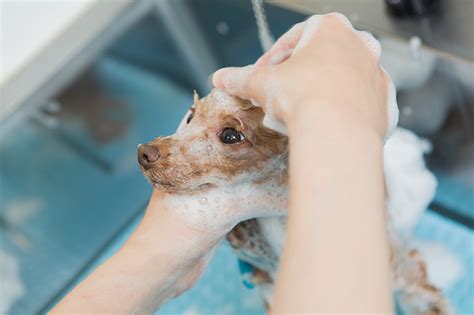 名古屋で犬の正しいスキンケアなら四季の森どうぶつクリニック 四季の森どうぶつクリニック