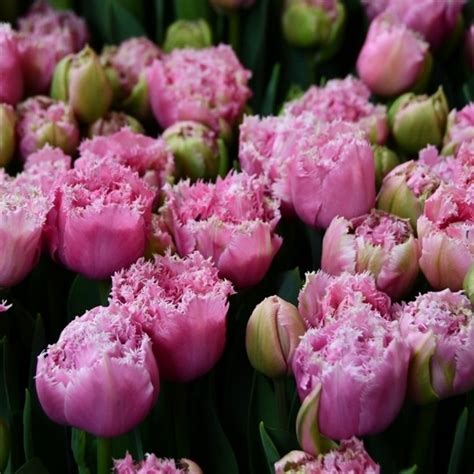 Cumpărați Lalea Cairns La 89 Mdl De La Producător