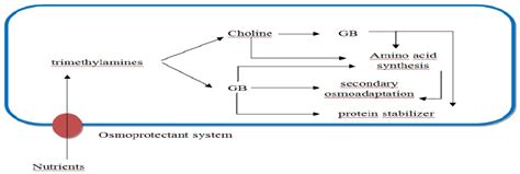Physiological Diversity Of Glycine Betaine And Choline The Glycine