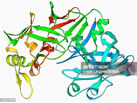 Pepsin Photos and Premium High Res Pictures - Getty Images