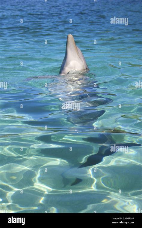 A Bottlenose Dolphin Binomial Name Tursiops Truncatus Scientific Classification Kingdom