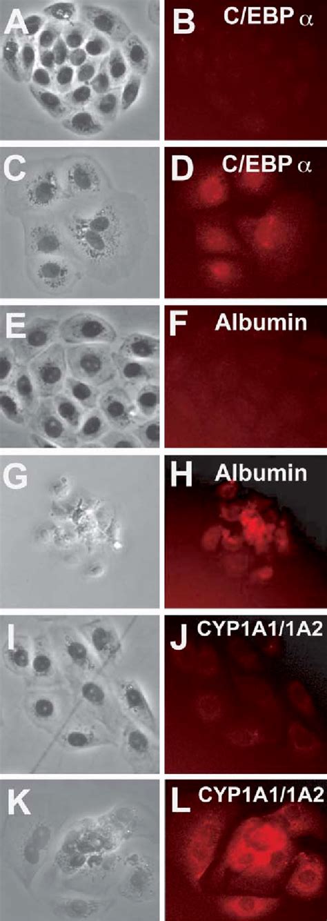 Figure 2 From Functional Differentiation Of Hepatocyte Like Spheroid