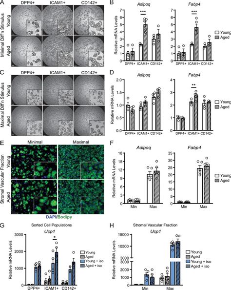 Aging Impairs Cold Induced Beige Adipogenesis And Adipocyte Metabolic