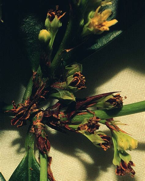 Erythroxylum Macrophyllum 20 Mayo 1998