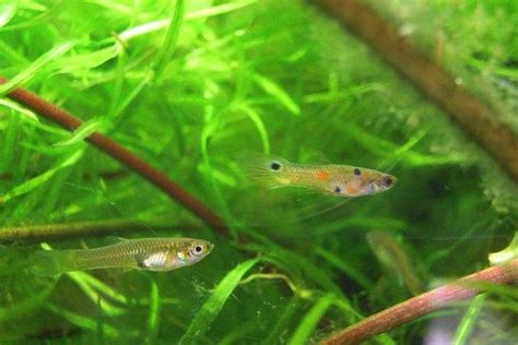 Agricultural Contaminant Affects The Sex Lives Of Fish UPI Com