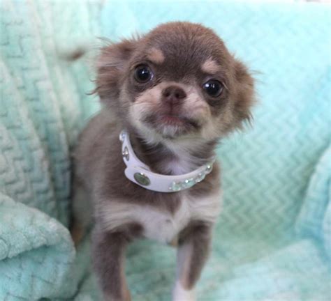 Chihuahua Puppies For Sale Las Vegas