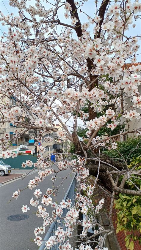 巴旦杏（＝扁桃） 南船北馬