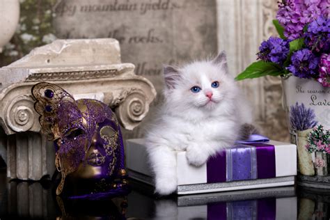 Ragdoll Munchkin Cat Your Adorable And Cuddly Feline Friend