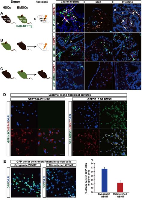 Figures And Data In Mhc Compatible Bone Marrow Stromal Stem Cells