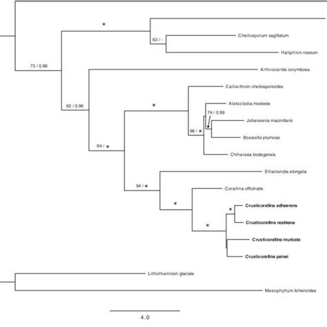 phylogram inferred by maximum likelihood ml analysis of concatenated