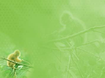 Monkey PowerPoint Template
