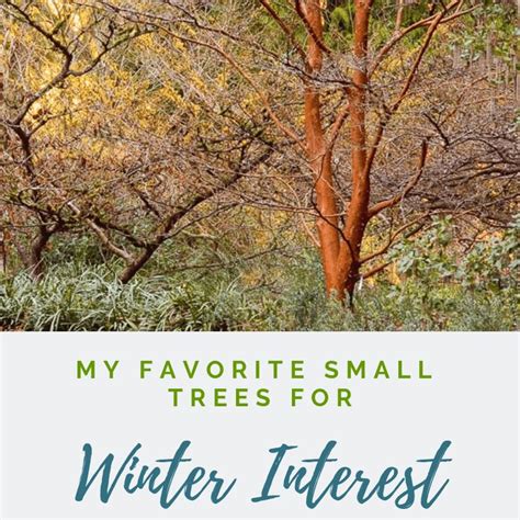 My Favorite Small Trees With Great Bark For Winter Interest Egardengo Smallgarden Trees