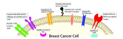 The Schematic Of Different Peptides Targeting Breast Tumor And Their