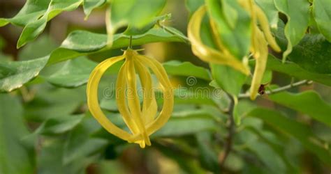 Chinese Desmos Desmos Chinensis Lour Is A Creeper Tree With Yellow Flower Stock Video Video