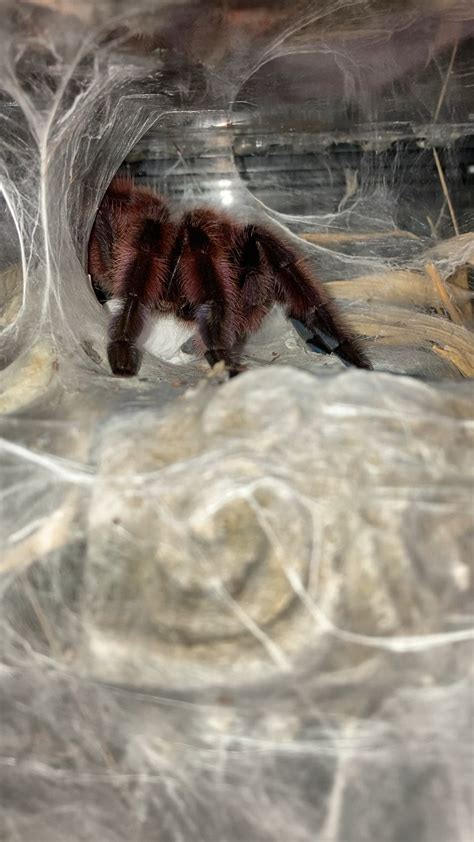 Pulled The Phantom Egg Sack Emotional Pain Ensued Rgrushenko