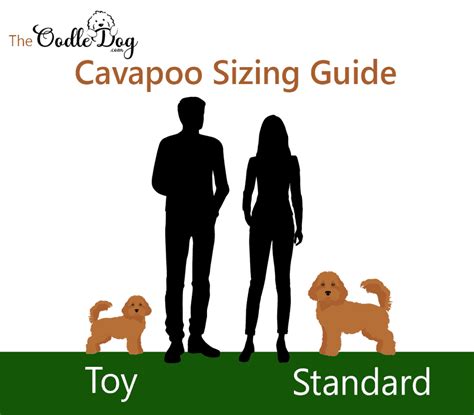 How Big Will A Cavapoo Get