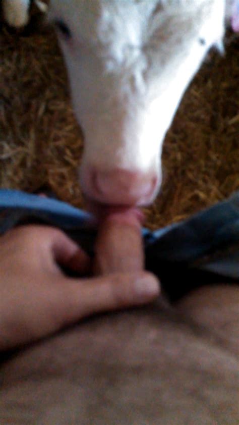 Calf 1 Zoo Tube 1