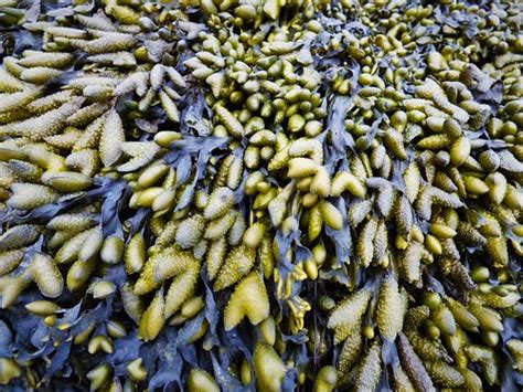 Rockweed Rockweed Fucus Distichus At Low Tide Lummi Isl Flickr