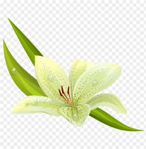 Free Download Hd Png Png Image Of White Lilium With A Clear Background Image Id Toppng
