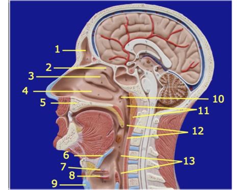 Respiratory Midsagittal Head Model Quiz