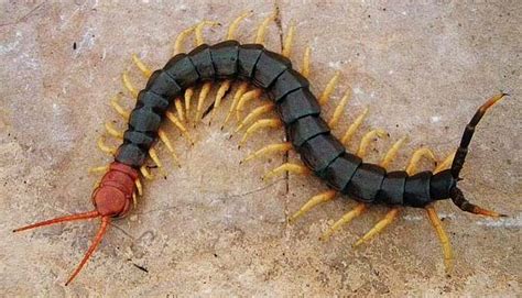 You Wont Believe This Monster Centipede Spotted In Texas