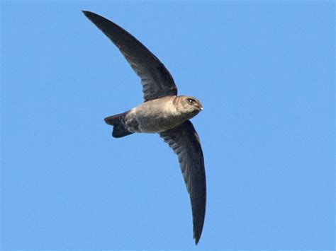 Australian Swiftlet Ebird