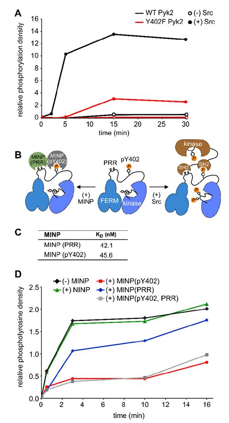 Interaction Sites In The Pyk2−src Complex Probed By Minps A Kinase