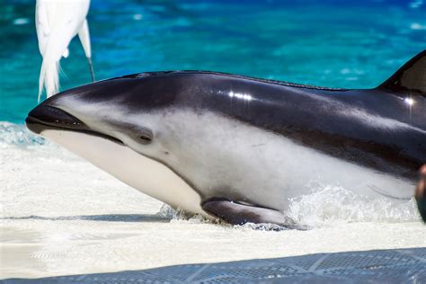 Lii Swt Captive Cetaceans Wiki Fandom