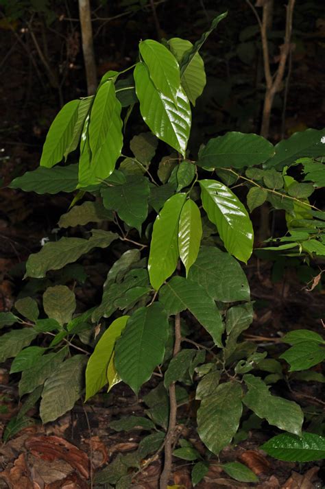 Shorea Plant2 Dipterocarpaceae