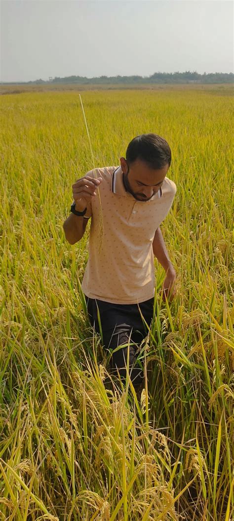 Mujahid Soomro On Linkedin Hybrid Rice Striptrial Data Parameters Collected Taragroup